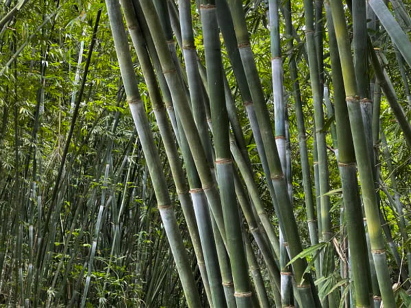 Bamboo Storage | Sustainable Home Organization | MUJI USA